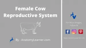 Female Cow Reproductive System - Best Guide to Learn Anatomical ...