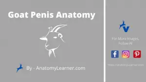 Goat Pe-inis - Details Anatomical Features of Copulatory Organ ...