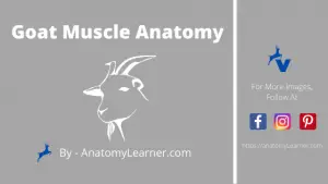 Goat Muscle Anatomy - Identification of Animal Muscle Anatomy ...