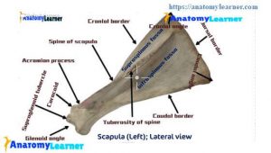 Scapula of Ox – The Ultimate Guide to Learn Scapular Anatomy of Animal ...
