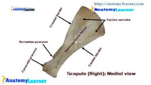 Scapula of Ox – The Ultimate Guide to Learn Scapular Anatomy of Animal ...