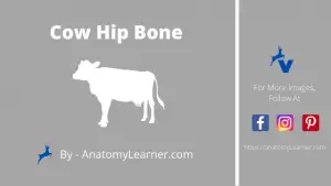 Cow Hip Bone - Osteological Features of Pelvic Girdle Bones of Ox ...