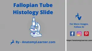 Fallopian Tube Histology - Histological Features of Uterine Tube in ...