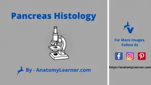 Pancreas Histology - Identifying Features with Labeled Slide Images ...