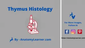 Thymus Histology - Normal Features Identification and Real Slide ...