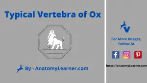 Typical Vertebra of Ox - The Body, Arch and Processes Anatomy ...