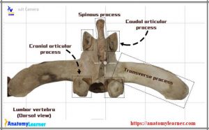 Animal Vertebrae Identification - Anatomy of Cervical, Thoracic and ...