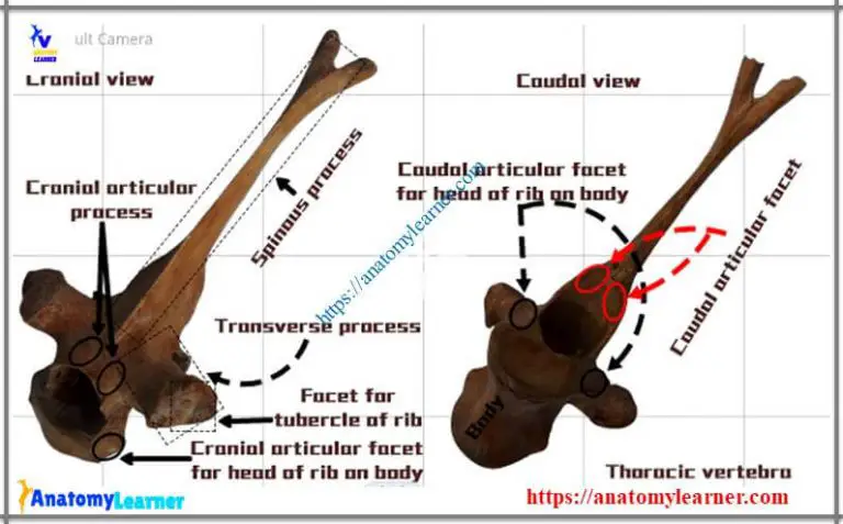 Animal Vertebrae Identification - Anatomy of Cervical, Thoracic and ...