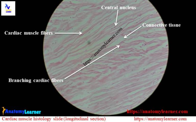 Cardiac Muscle Histology and Slide Identification Points ...