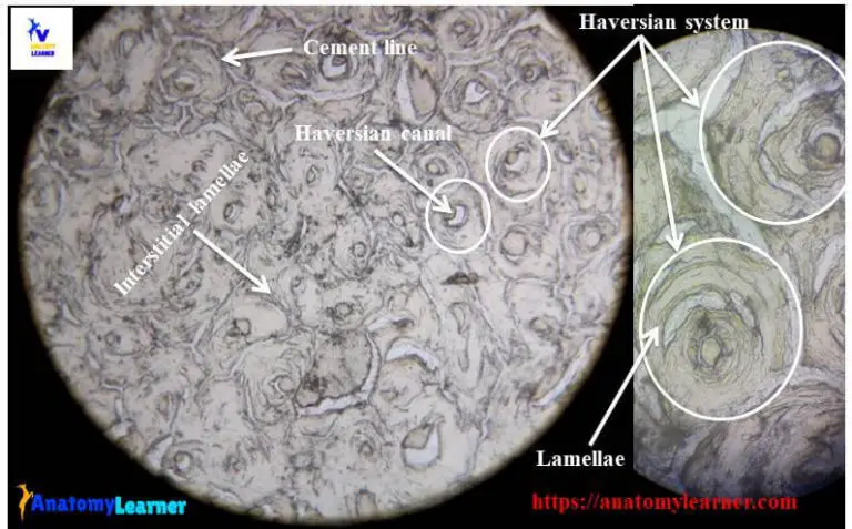 Compact Bone Histology - Circumferential, Interstitial and Haversian ...