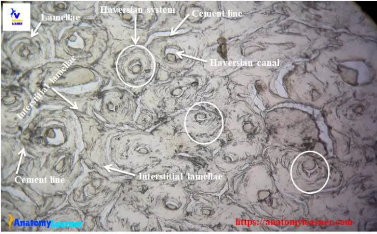 Compact Bone Histology - Circumferential, Interstitial and Haversian ...