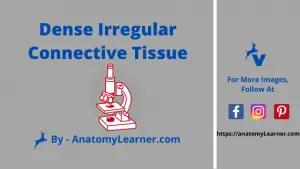 Dense Irregular Connective Tissue - Description of Histology from Slide ...