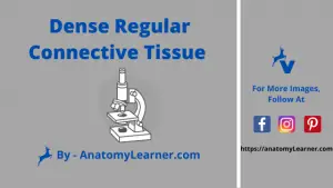 Dense Regular Connective Tissue Histology with Slides » AnatomyLearner ...