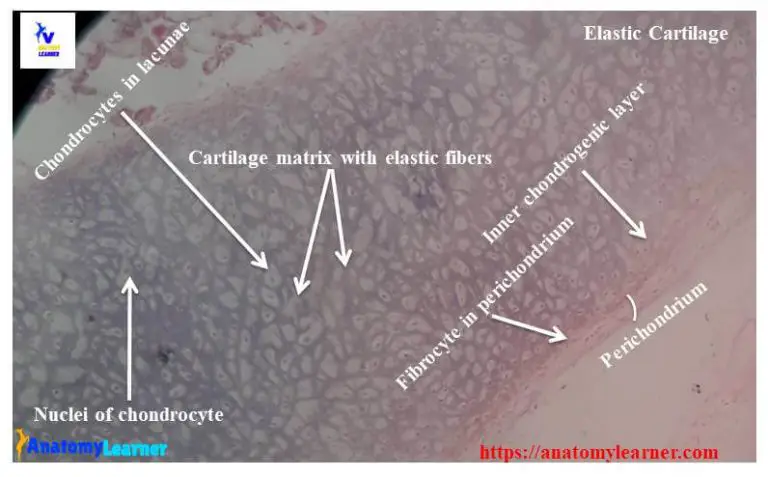 Elastic Cartilage Histology - Cells and Matrix from Microscope Slide ...