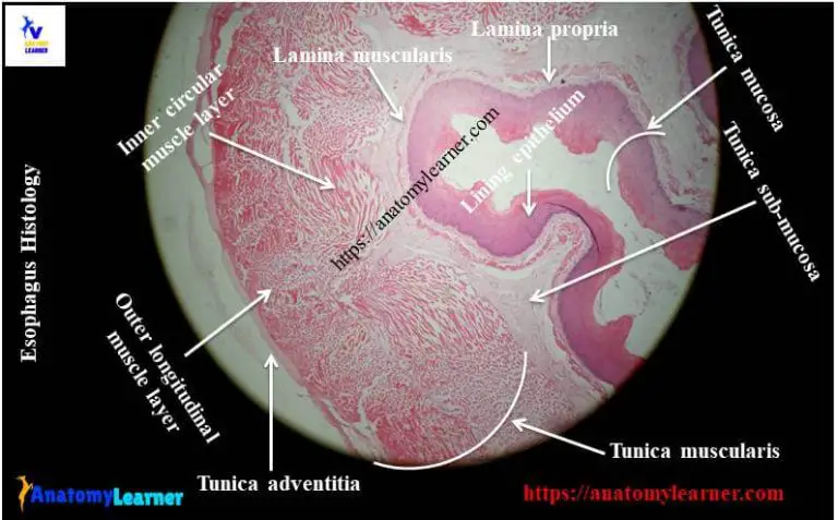 Esophagus Histology - Four Different Layers Description from Slide ...