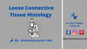 Loose Connective Tissue - Types, Histology and Slide Identification » AnatomyLearner ...
