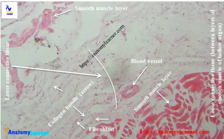 Loose Connective Tissue - Types, Histology and Slide Identification » AnatomyLearner ...