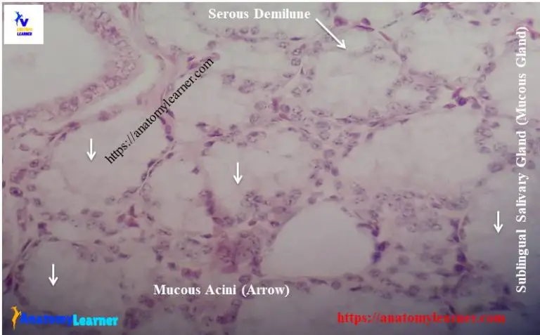 Salivary Gland Histology - Parotid Submandibular and Sublingual Glands ...