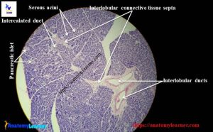 Pancreas Histology - Identifying Features with Labeled Slide Images ...