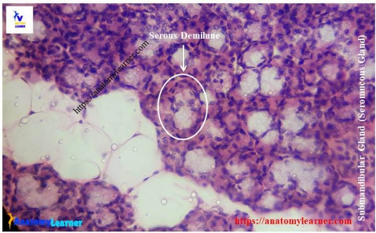 Salivary Gland Histology - Parotid Submandibular and Sublingual Glands ...