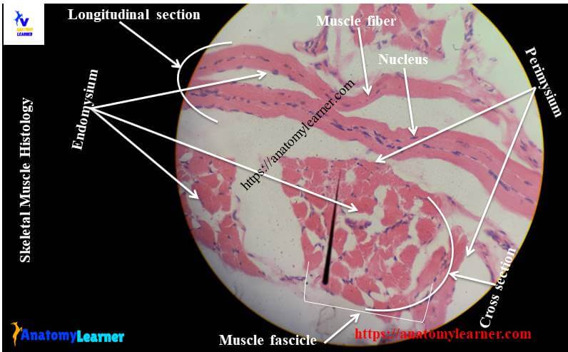 Skeletal Muscle Histology Slide Identification And Labeled Diagram 