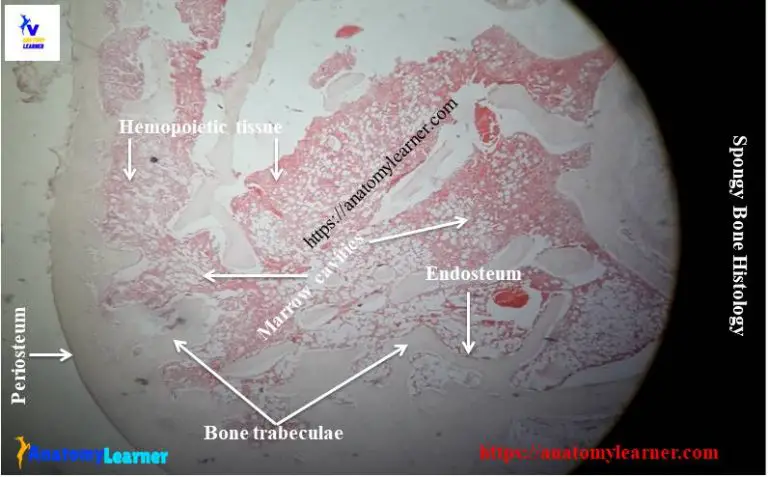 Spongy Bone Histology - Bony Trabeculae and Marrow Space Structure ...