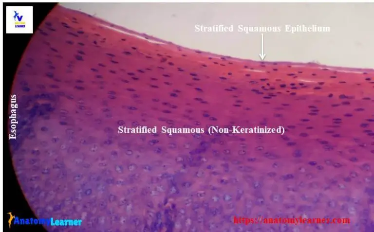 Epithelial Tissue - Types, Location, Examples and Histology Slides » AnatomyLearner ...