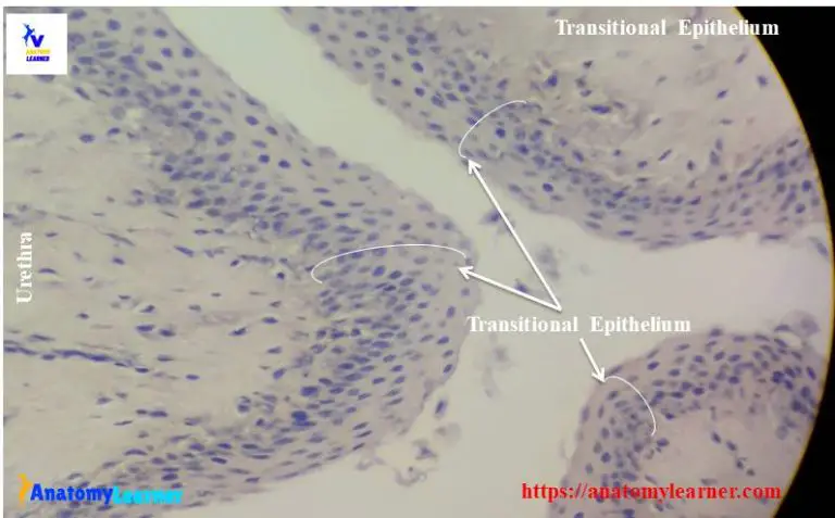 Epithelial Tissue - Types, Location, Examples and Histology Slides ...