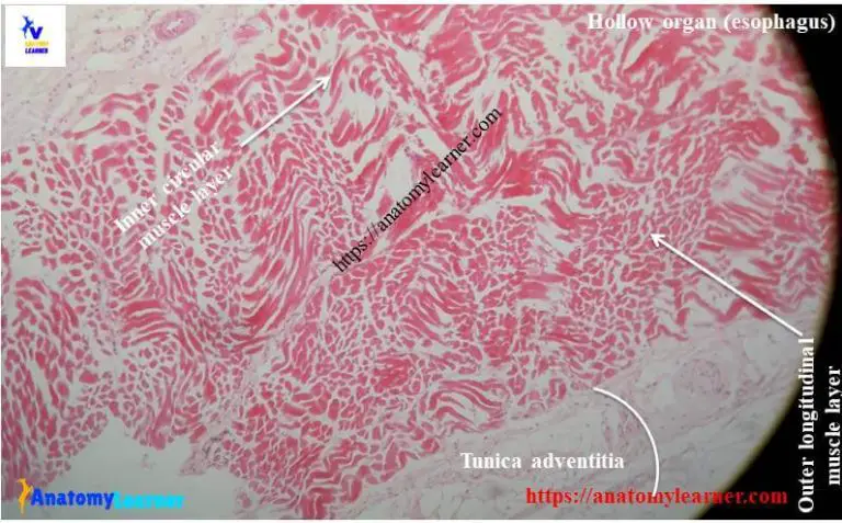 Hollow Organ Histology - General Organizational Pattern for Any Tubular ...