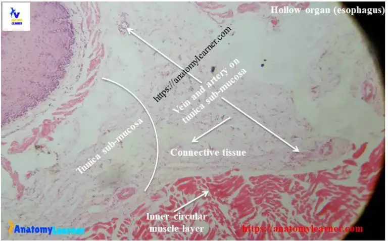 Hollow Organ Histology - General Organizational Pattern for Any Tubular ...