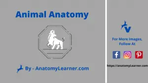 Animal Anatomy - Topics, Learning Ways and Best Place to Learn ...