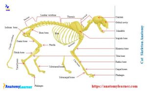 Cat Skeleton Anatomy with Labeled Diagram » AnatomyLearner ...