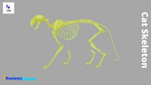 Cat Skeleton Anatomy with Labeled Diagram » AnatomyLearner ...