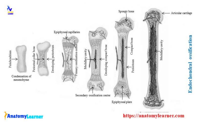 Endochondral Ossification Process with Examples and Diagrams ... Endochondral Ossification Process with Examples and Diagrams ...
