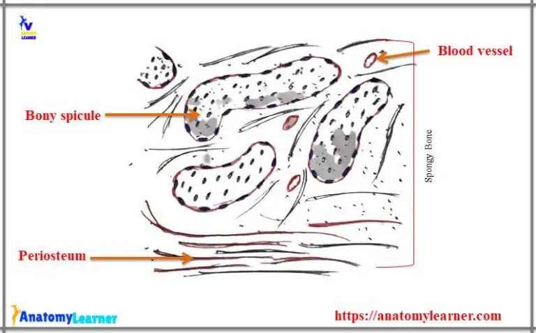 Intramembranous Ossification Process with Diagrams » AnatomyLearner ...