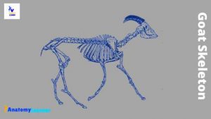 Goat Skeleton Anatomy - Skull Forelimb and Hindlimb Bones ...