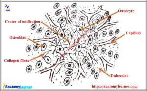 Intramembranous Ossification Process with Diagrams » AnatomyLearner ...