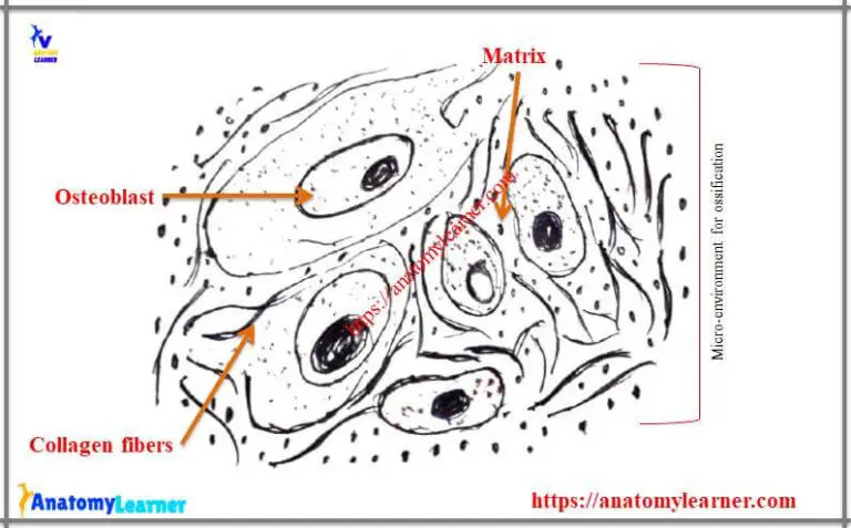 Intramembranous Ossification Process with Diagrams » AnatomyLearner ...