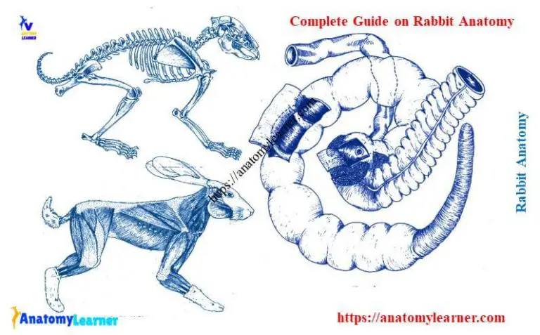 Rabbit Anatomy - Skeleton, Muscles and Internal Organs » AnatomyLearner ...