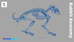 Rabbit Anatomy - Skeleton, Muscles and Internal Organs » AnatomyLearner ...