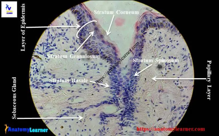 Skin Histology Slide Identification - Thick and Thin Skin Microscope ...