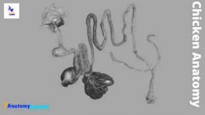 Chicken Anatomy - Features of External and Internal Organs ...