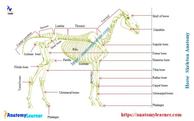 Horse Skeleton Anatomy - Osteological Features of Bones from Equine ...