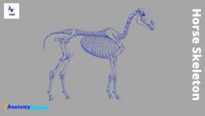 Horse Skeleton Anatomy - Osteological Features of Bones from Equine ...
