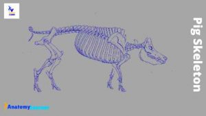 Pig Skeleton Anatomy with Labeled Diagram » AnatomyLearner ...