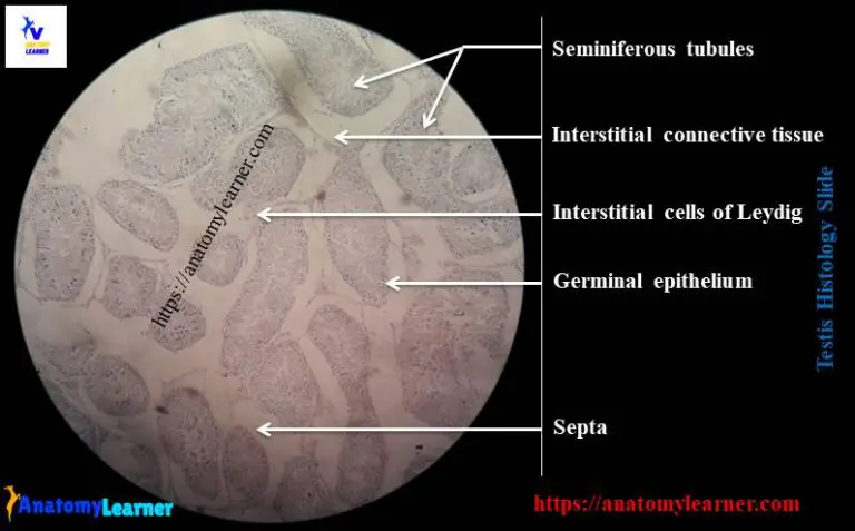 Testis Histology - Complete Guide to Learn Histological Structure of ...