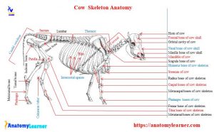 Cow Anatomy - External Body Parts and Internal Organs with Labeled ...