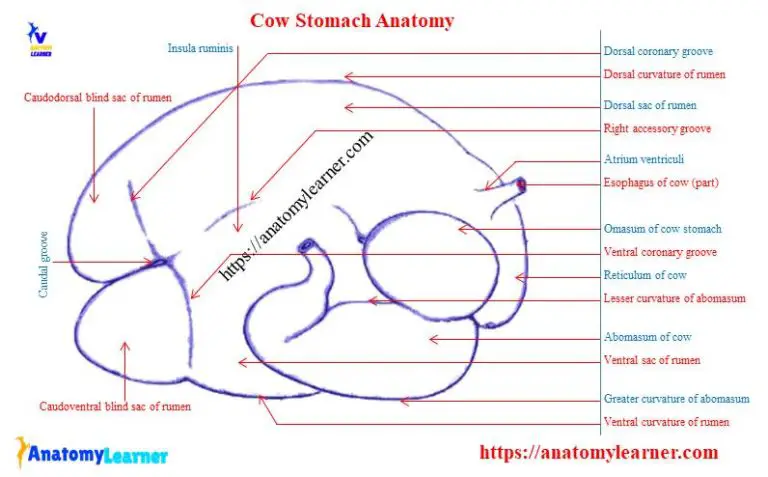 Cow Anatomy - External Body Parts and Internal Organs with Labeled ...