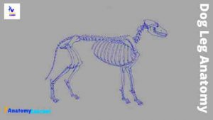 Dog Leg Anatomy with Labeled Diagram - Bones, Joints, Muscles and ...