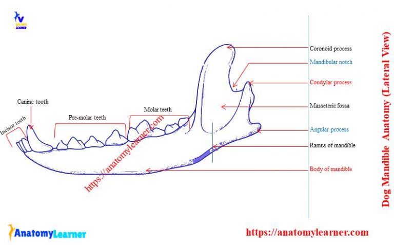 Dog Skull Anatomy - Peculiar Features of Canine skull Bones ...